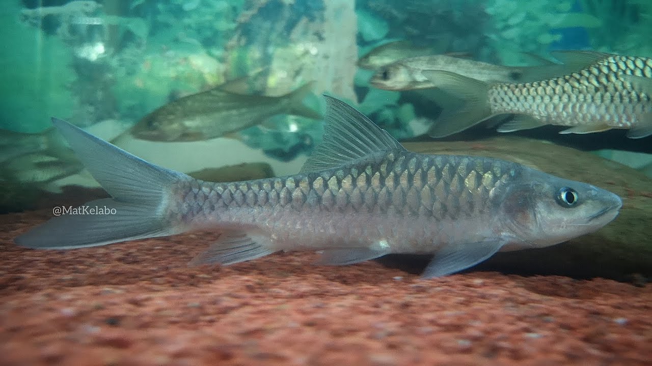 Neolissochilus subteraneus @ Cave Brook Carp/Tengas Gua Thai (Thailand ...