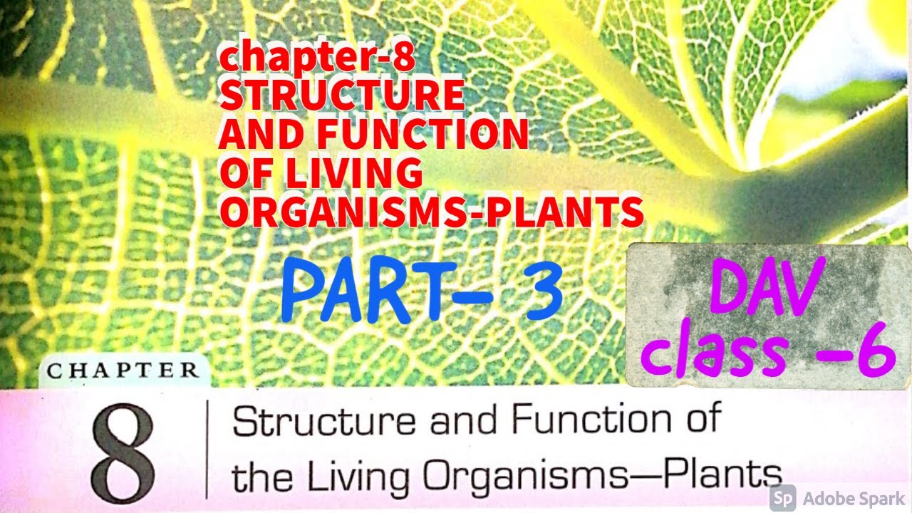 ch 8structure and function of living organism-plants - YouTube