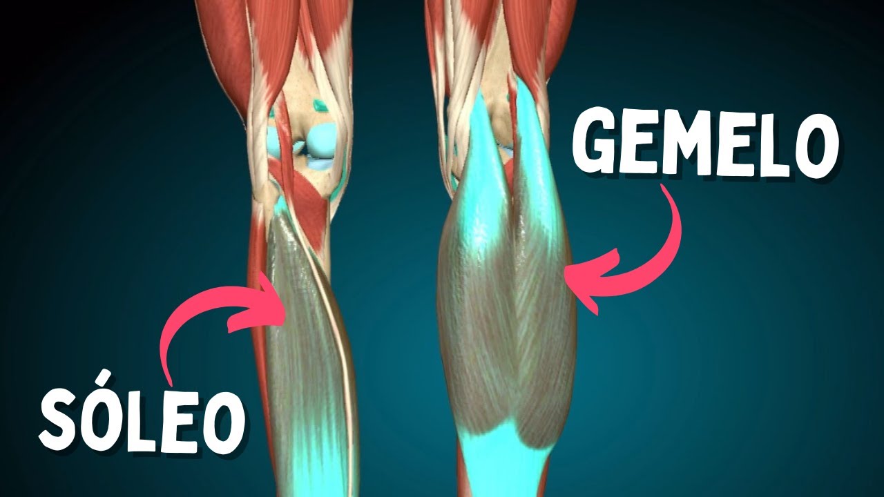 Aprende a ENTRENAR tu SOLEO y deja de ENTRENAR GEMELO ASÍ - YouTube