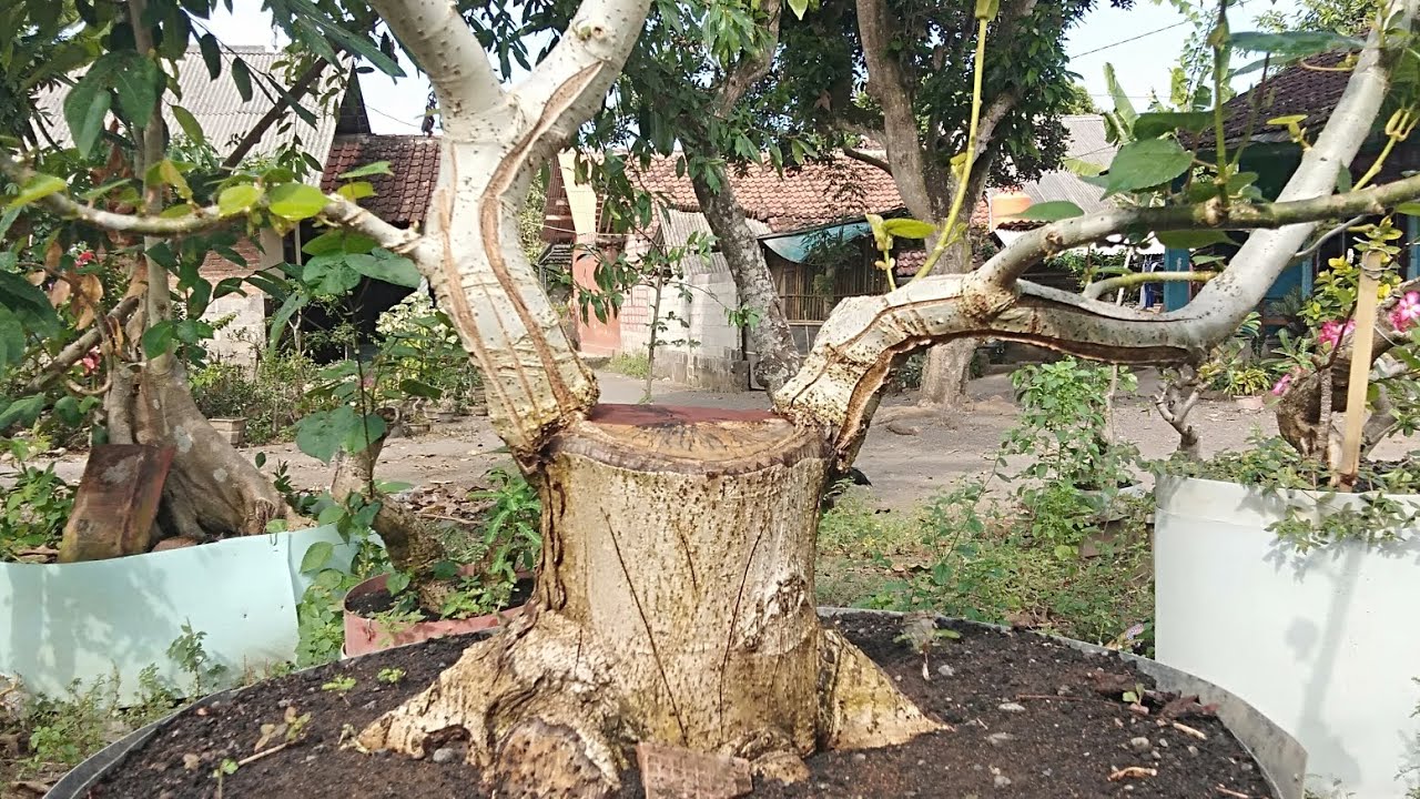 pohon waru India belajar bersama para sahabat-sahabat cinta bonsai ...