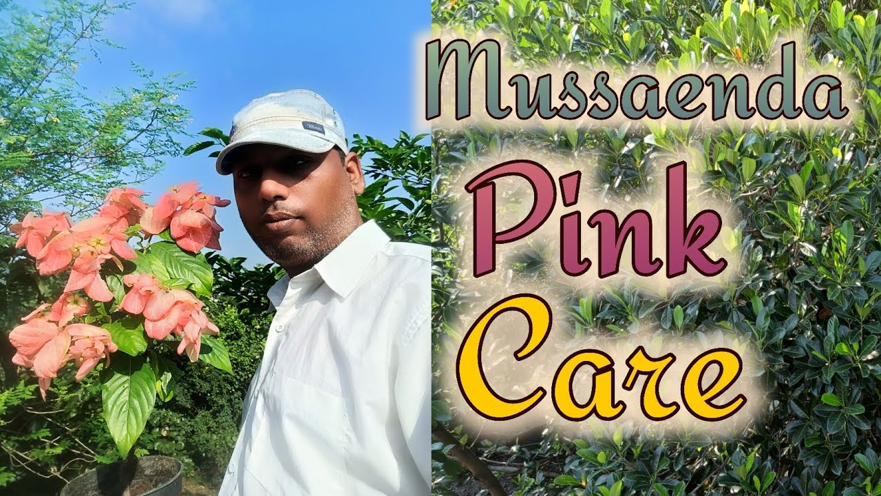 Mussaenda Pink Care in 6 inches Container, all season permanent ...