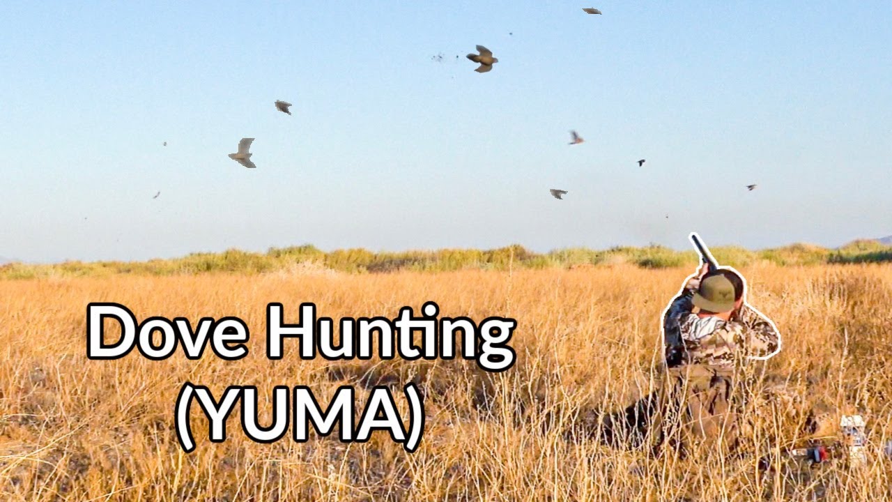 INSANE Dove Hunting! 10 Man Limit in 1 Hour! (Yuma) - YouTube