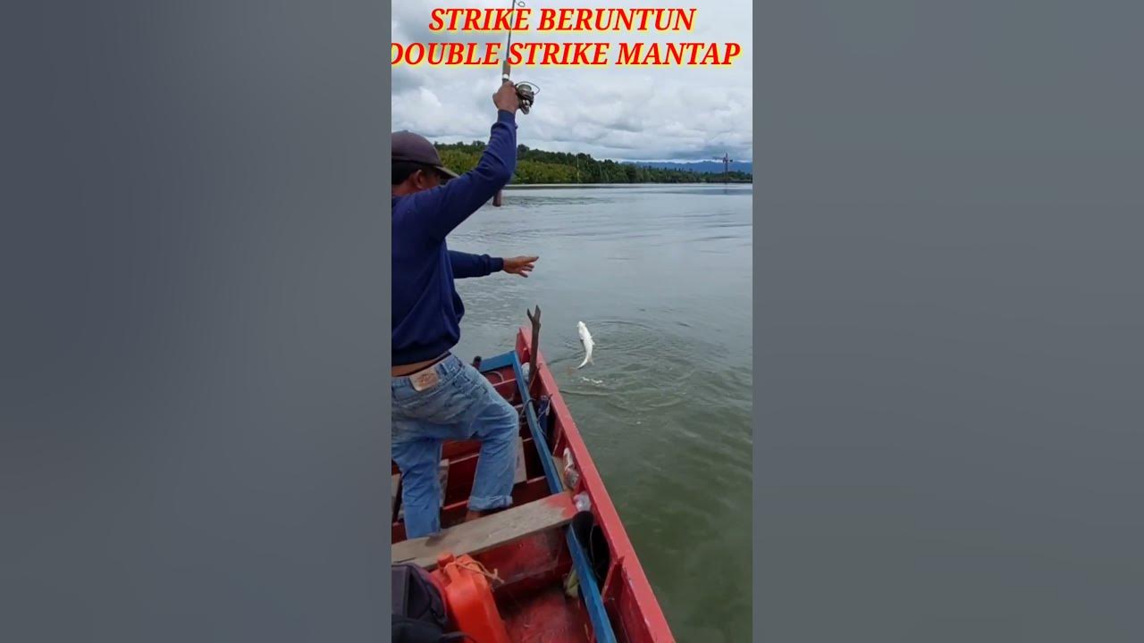 Video short mancing strike beruntun dan Double strike ikan kakap dan ikan kurau# ...