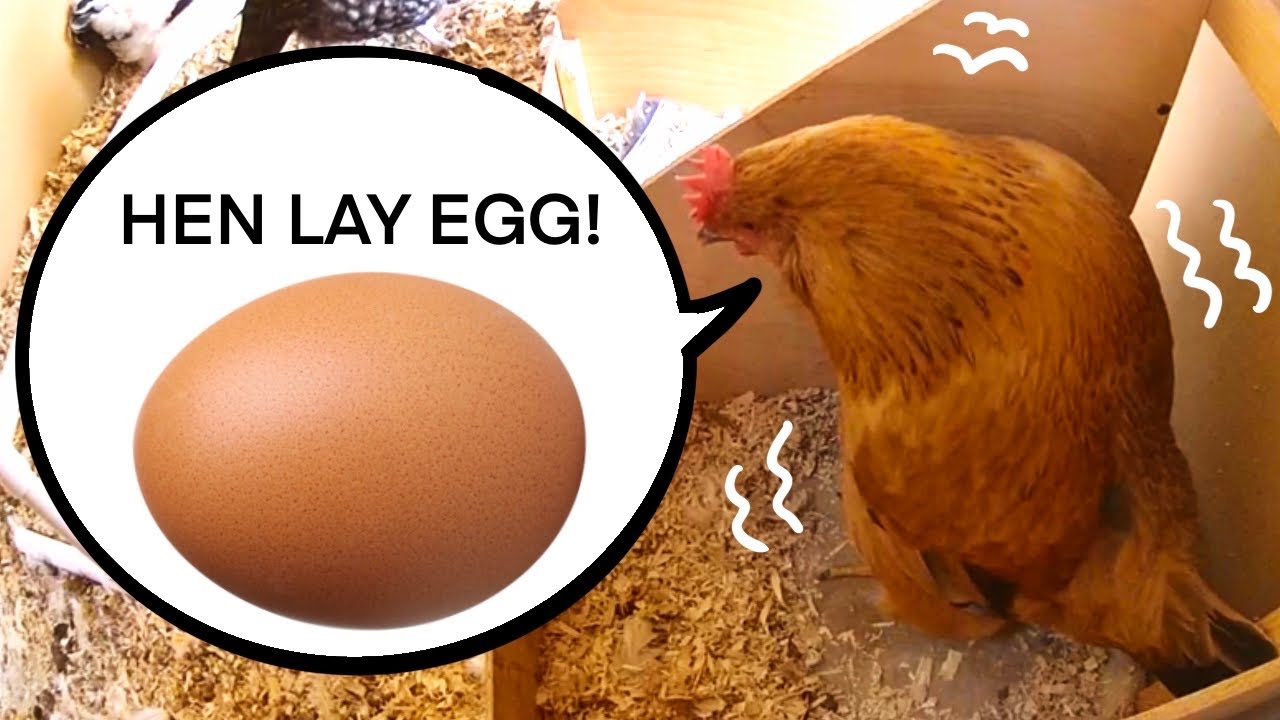 WATCH HEN LAYING AN EGG ! | HOW EGG IS LAID | LAYING HEN GOT BULLIED ...