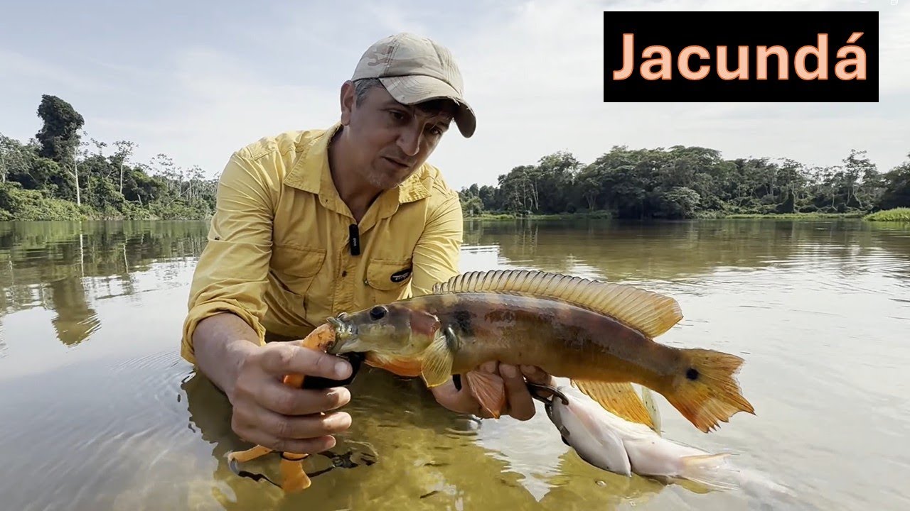 Peixes do Brasil!! conheça o Jacundá! - YouTube