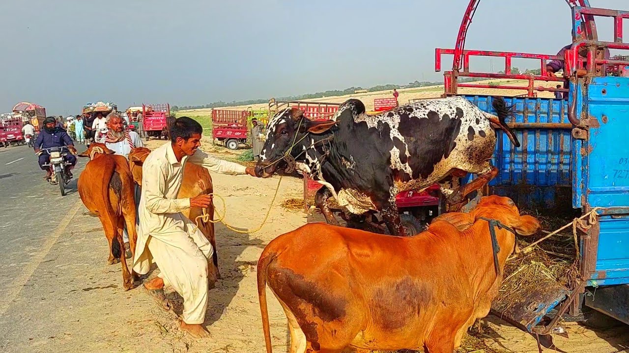 The best way to unload bulls over the National Highway Road// Msa ...