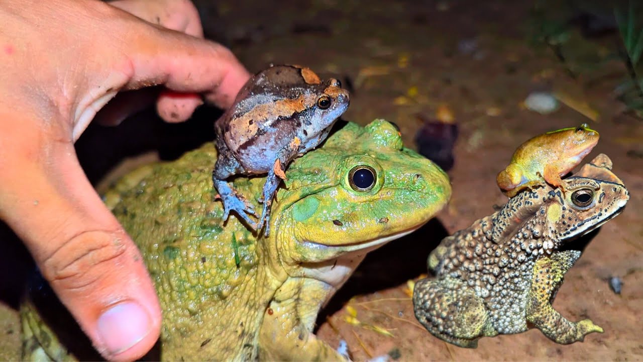 Funny Frog Bonk Bonk hahaha | Catch Funny Frogs for laugh | Bullfrog ...