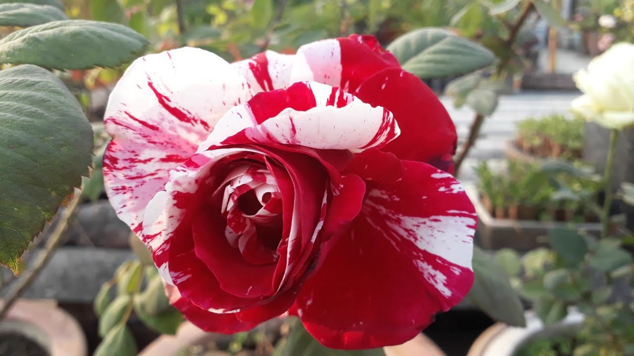 Red Tiger Rose