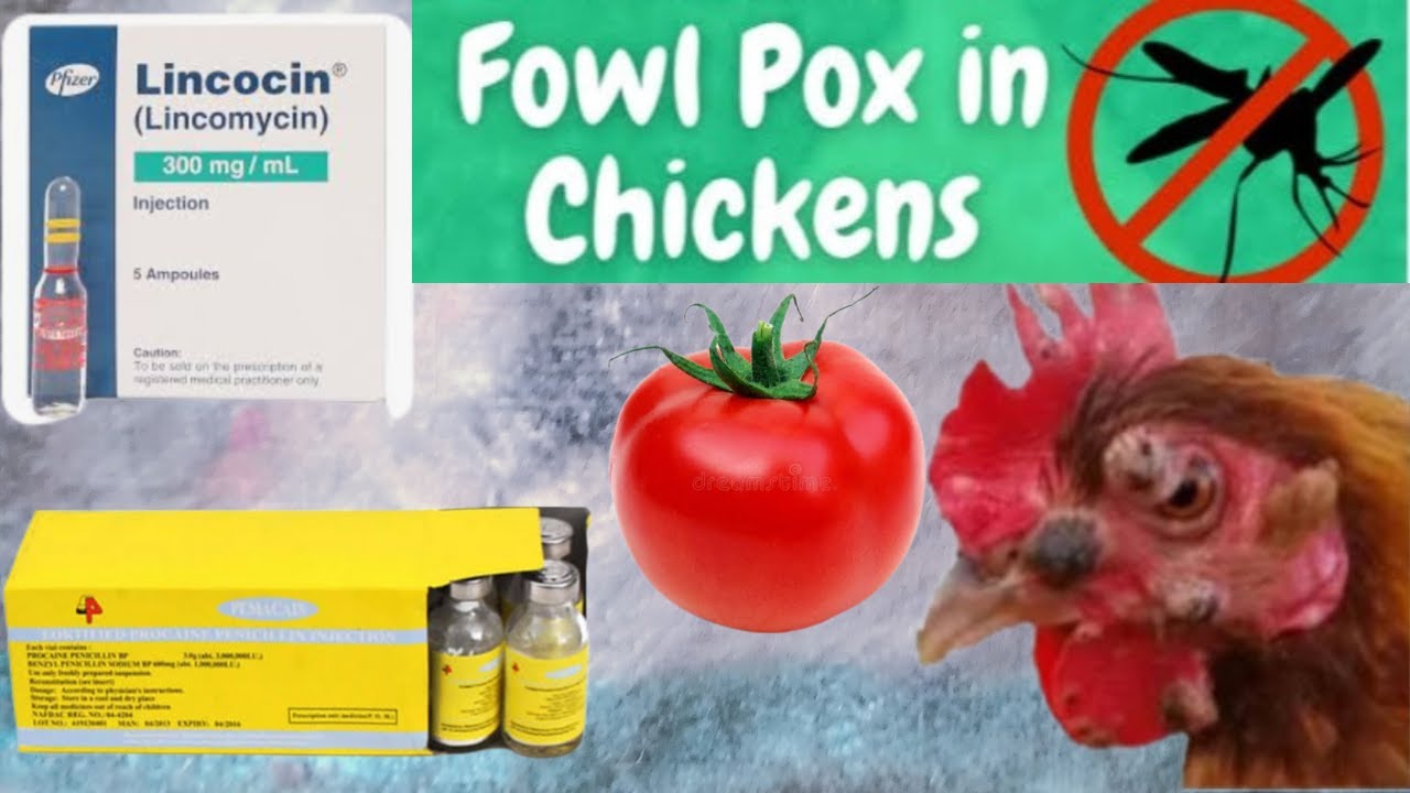 Chicken Fowl Pox Treatment | Poultry Farming In Pakistan | اصیل مرغوں ...
