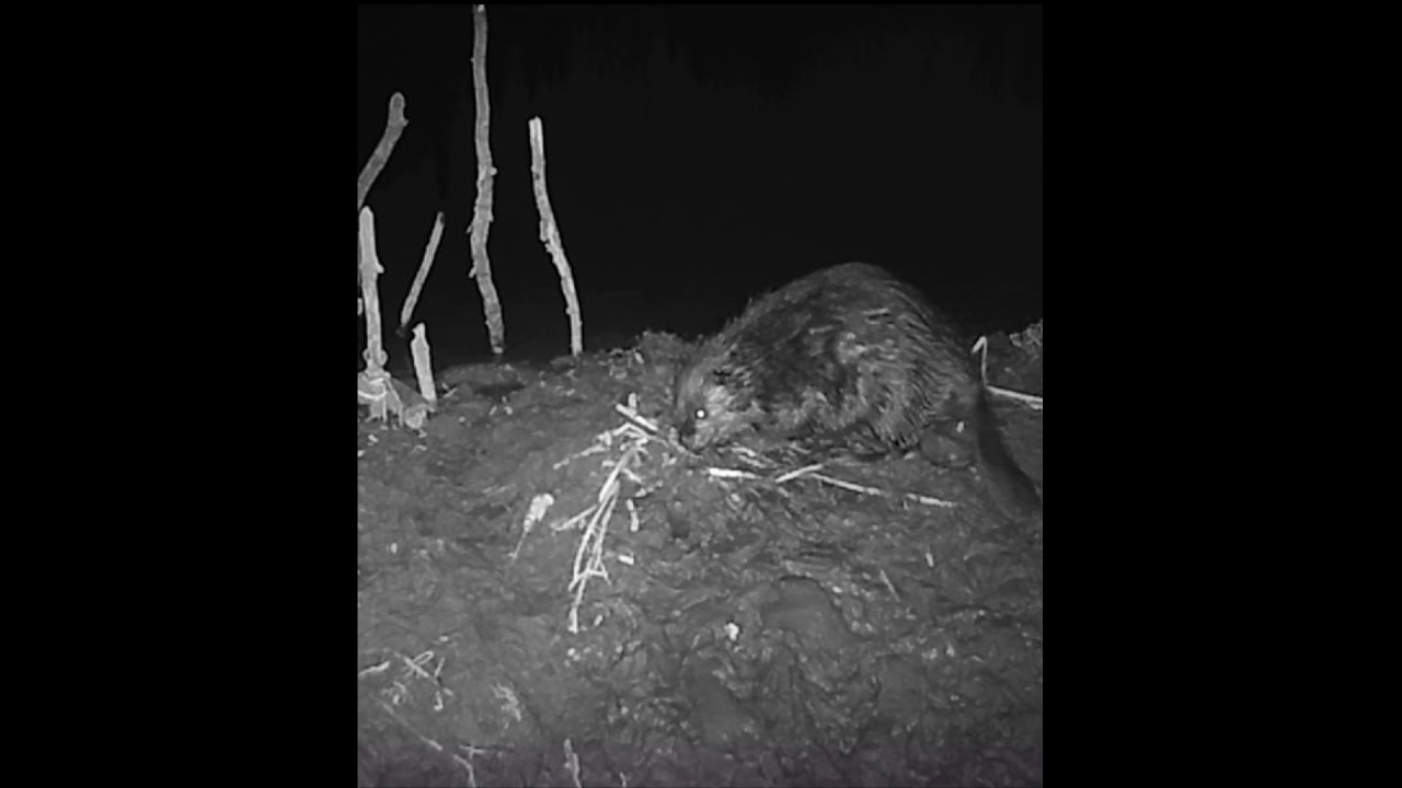 Bulldozing beaver! Watch beaver lodge building behavior. - YouTube