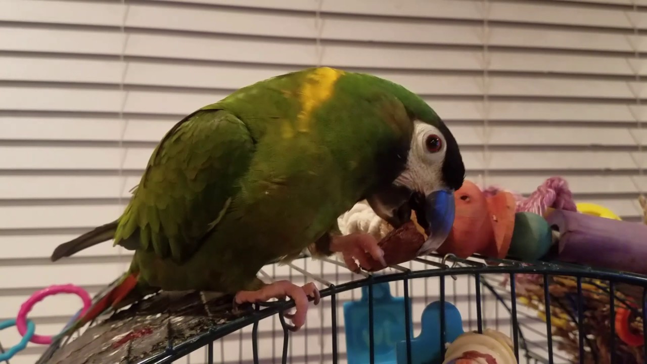 Darcy Parrot eats a nut - YouTube