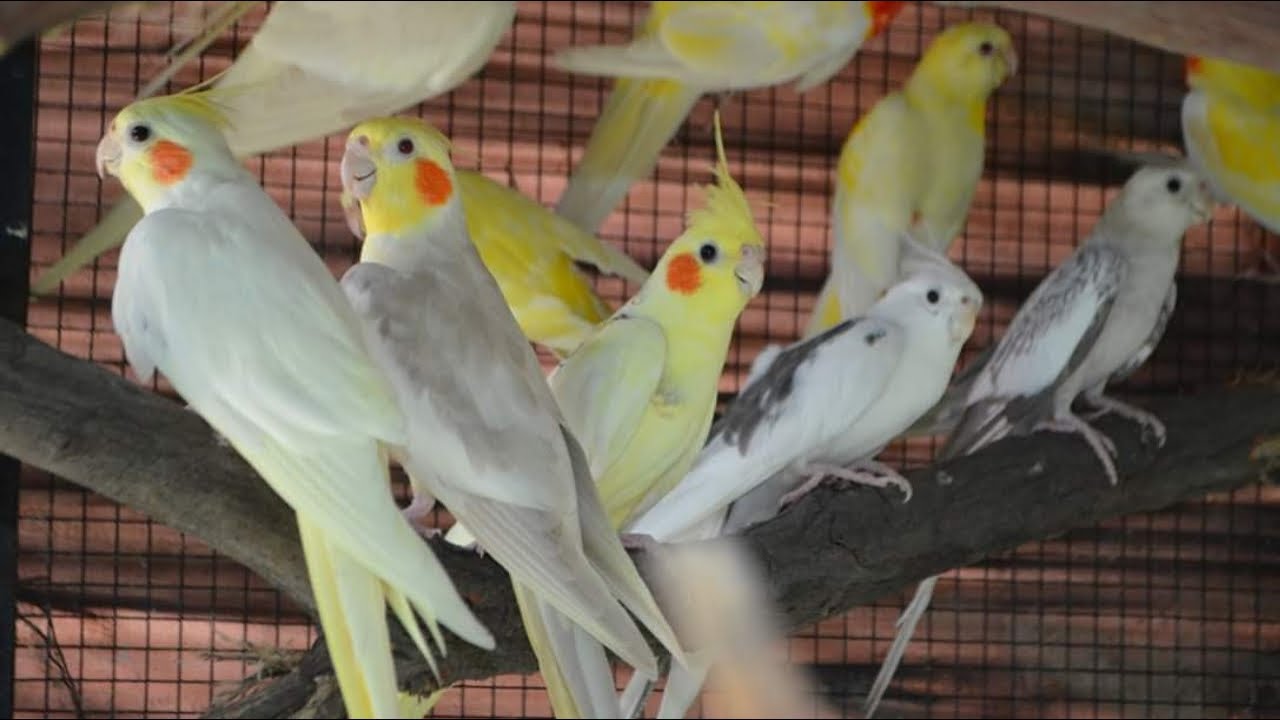 cocktail Colony Birds Price Rs 1400 - YouTube
