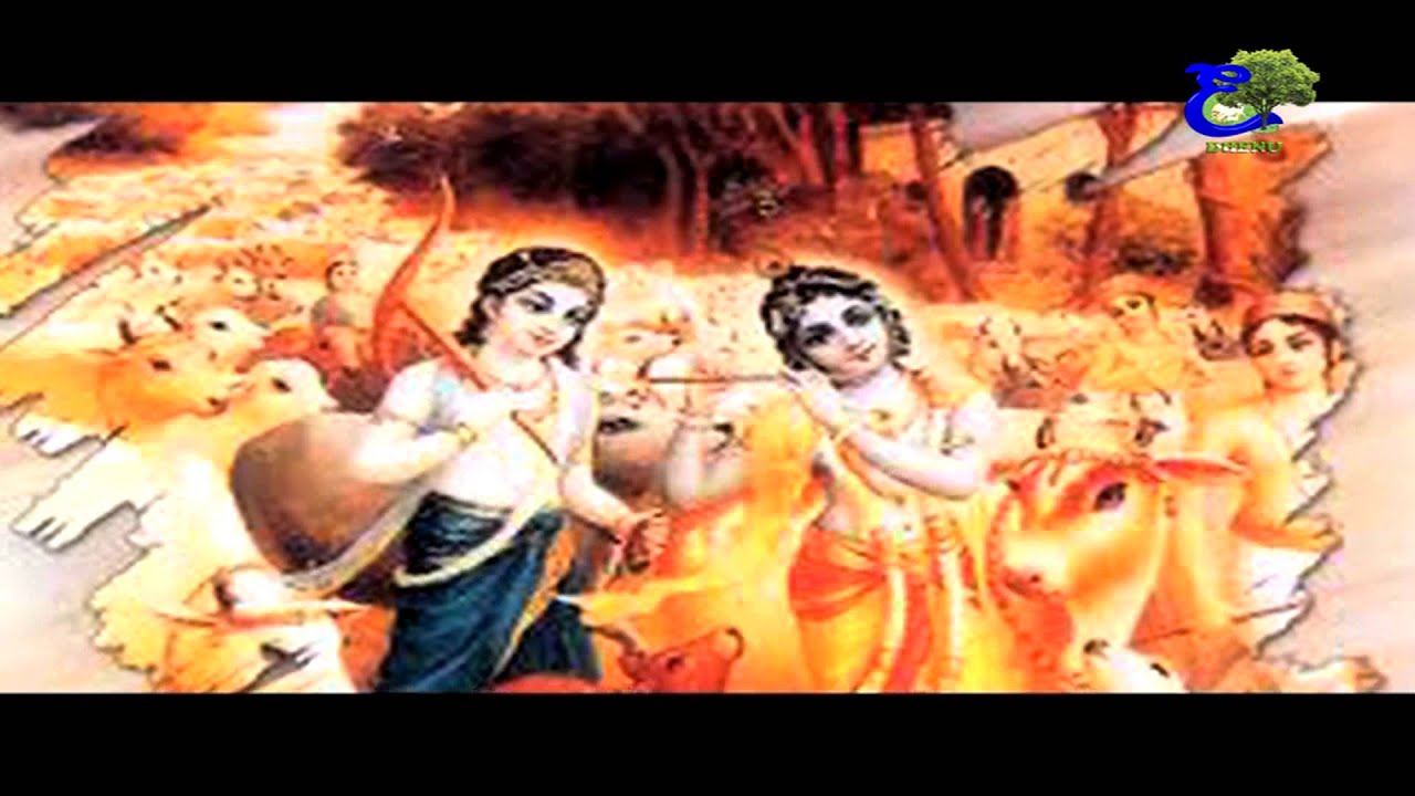 DHENU-AMRIT MAHAL (COW) - YouTube