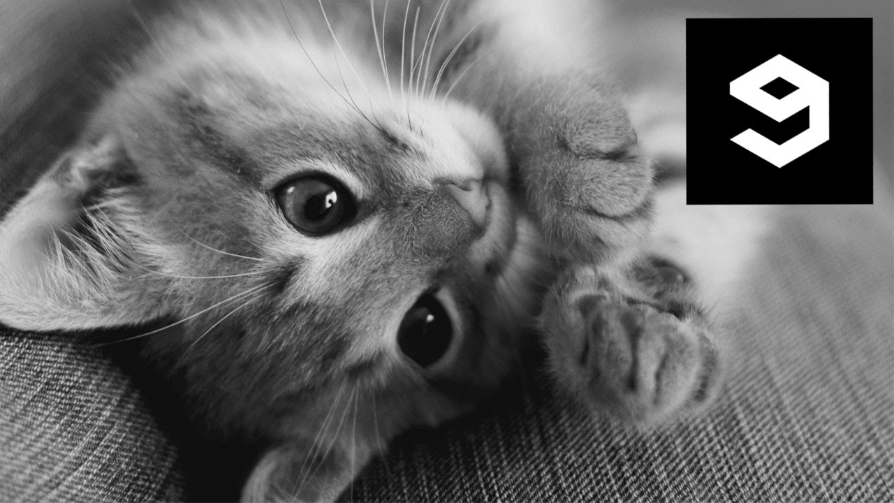 9GAG CAT GIF COMPILATION - YouTube