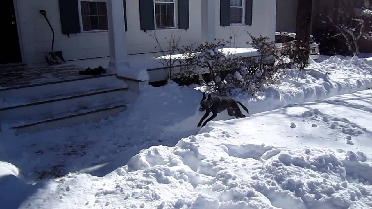 Blizzard 2013 Dog Snow Hop - YouTube