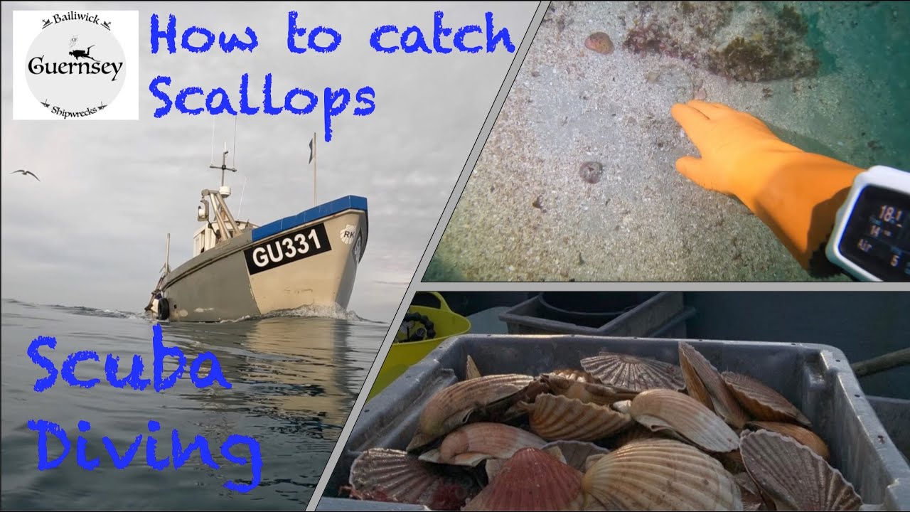 How to dive for scallops (well how I dive for them anyway) #scallops # ...