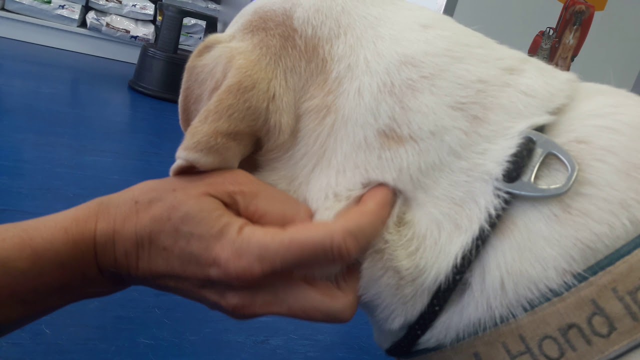 Fear-free veterinary handling: touch gradient (part 2 of 2) - YouTube