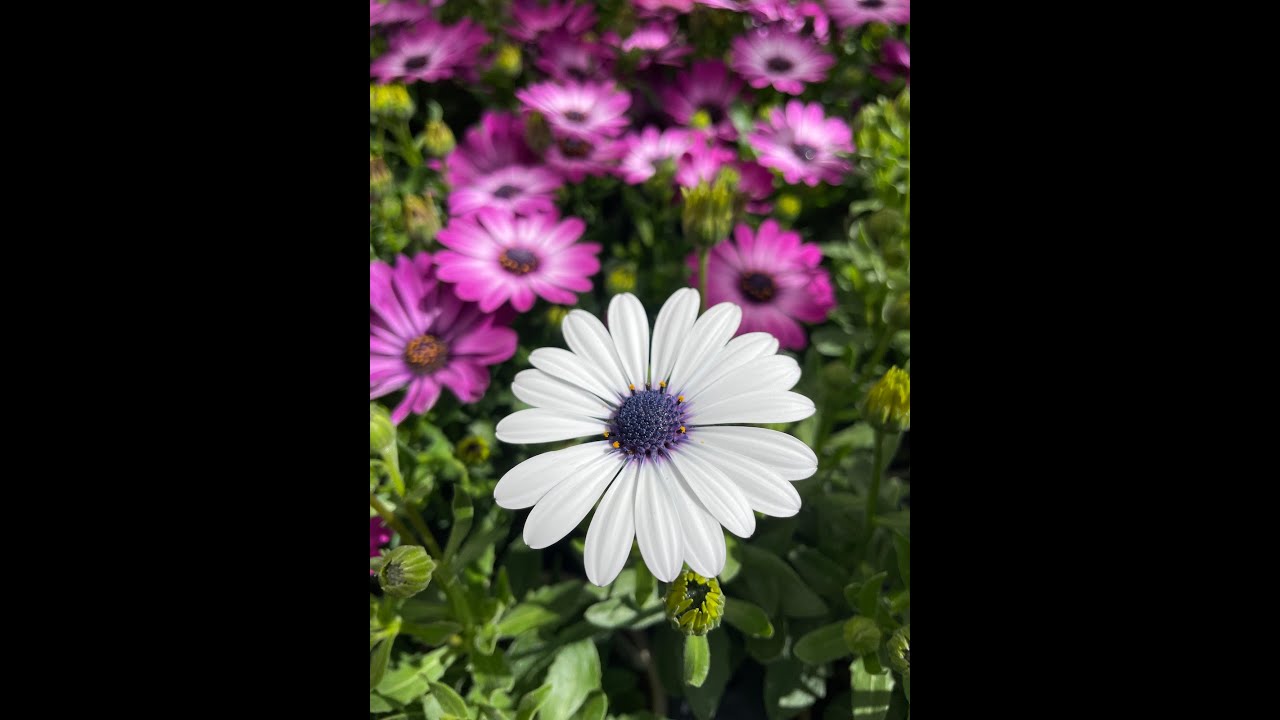 Ann Reed Live From Somewhere In Her House! The Anniversary Show! - YouTube