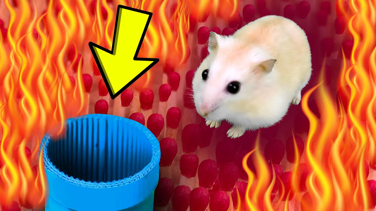 Hamster Sophie #10 🐹 Hamster Fire Maze 🐹 - YouTube