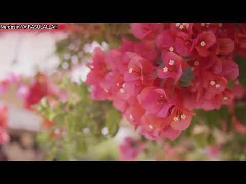 Gözyaşlarımız Sel Oldu Nerdesin