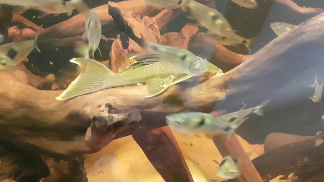 L200 Baryancistrus Demantoides high fin ( green phantom) - YouTube