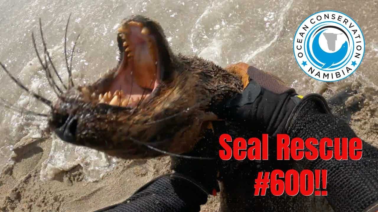 Seal Rescue #600 for 2020!!!! - YouTube