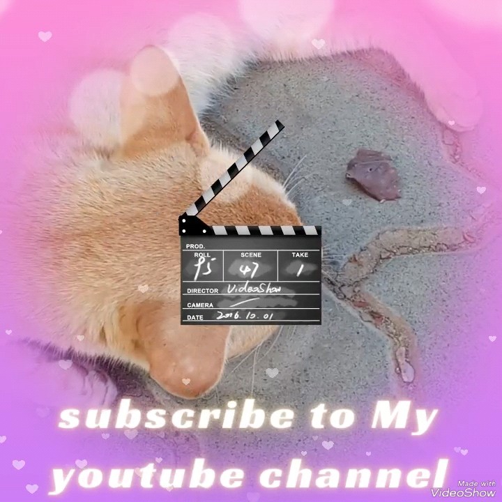 this is animal cute Tamil Nadu cat billi - YouTube