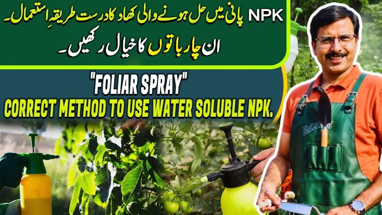 "FOLIAR SPRAY" | Correct method to use water soluble NPK | Gardening ...