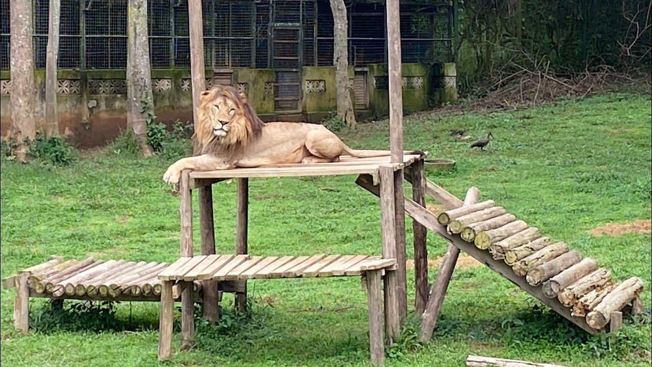 Uganda wildlife education conservation center (UWEC - ZOO) - YouTube