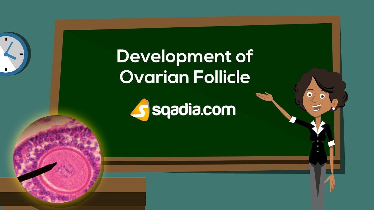 Development of Ovarian Follicle | Embryology Anatomy Animation | V ...