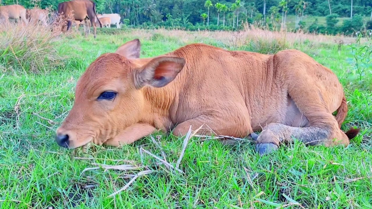 Anak Sapi Lembu Makan Sambil Tidur | Video Anak Sapi Lucu Dan Imut ...