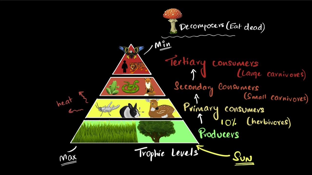 Energy flow in food chains & webs | Our environment | Class 10 EVS ...