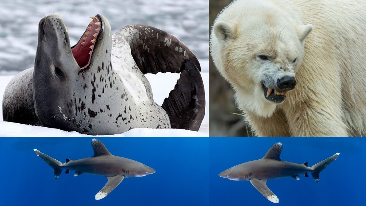 Three of the Most Brutal Animal Attacks on Record (REUPLOAD) - YouTube