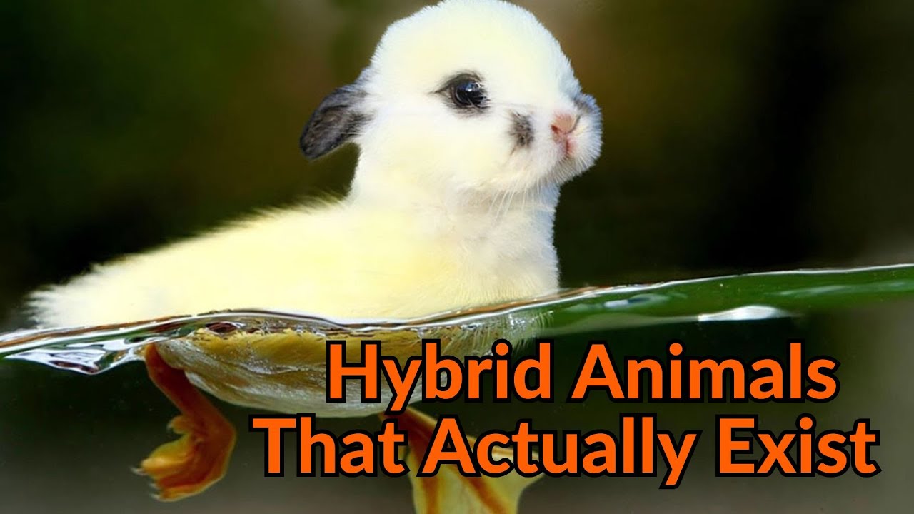 Unbelievable Animal Hybrids That Actually Exist in Nature - YouTube