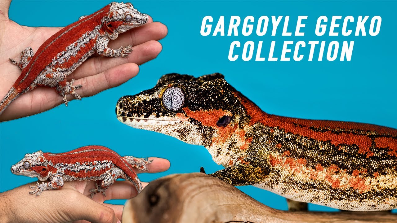 Gargoyle Gecko Collection Update! Plus SUPER RED Korean Gargoyle Import ...