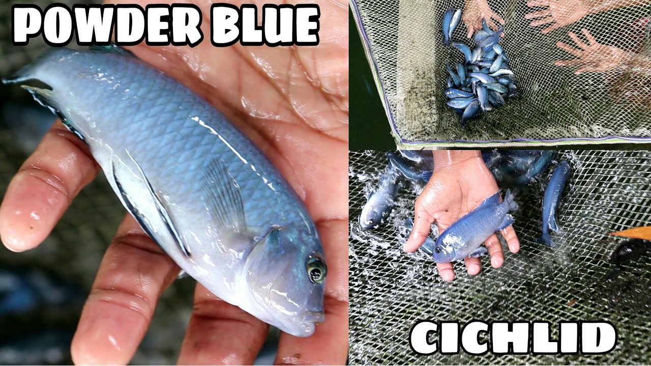 POWDER BLUE CICHLIDS NETTING - YouTube
