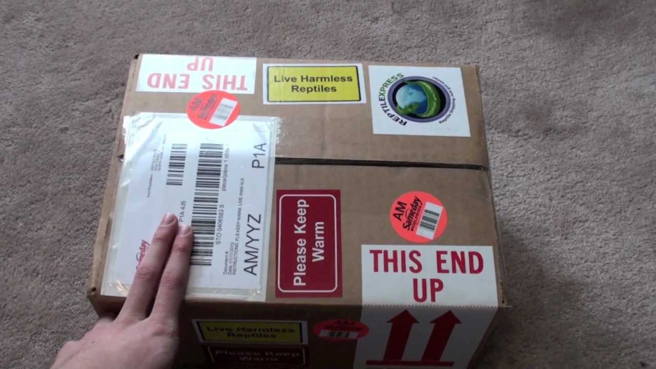 Ball Python Unboxing Youtube 2193