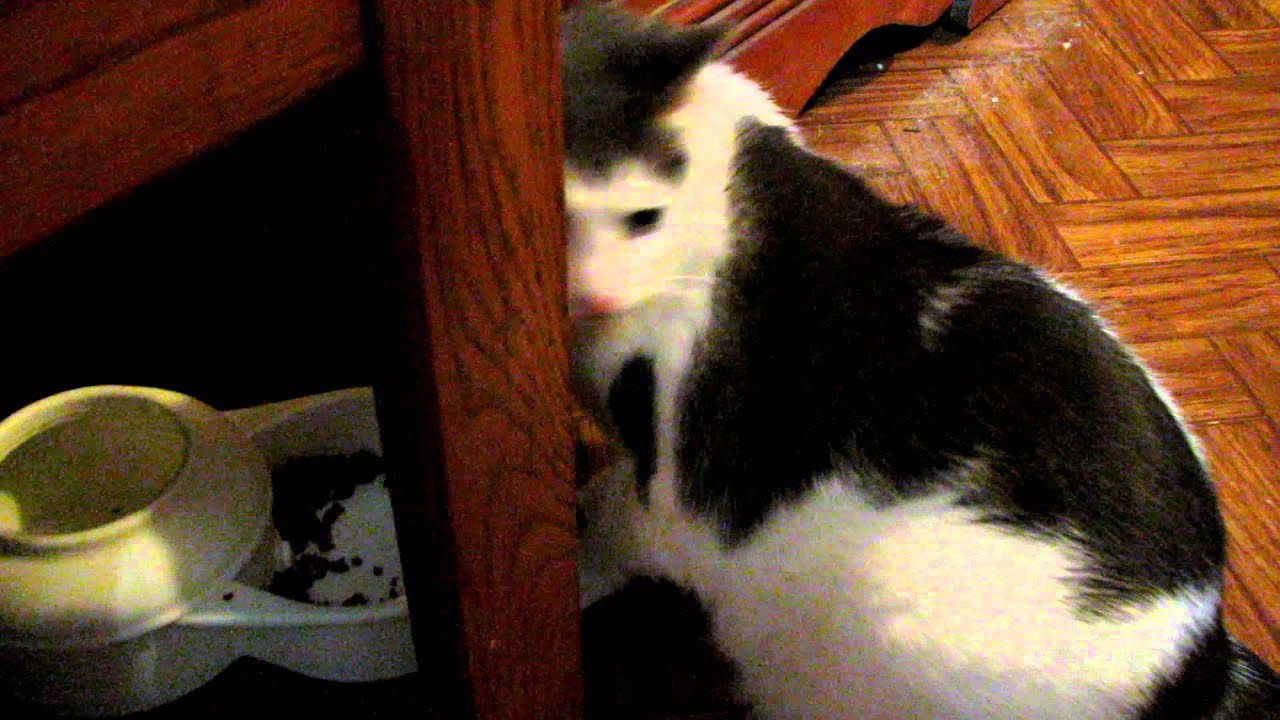 KITTY EATING - YouTube