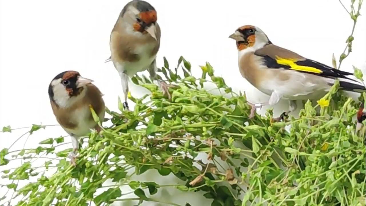 Carduelis carduelis, stiglic, grdelin, Cardellino, bird, hasson... - YouTube