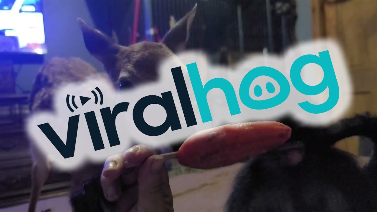 Deer and Monkey Share a Popsicle || ViralHog - YouTube