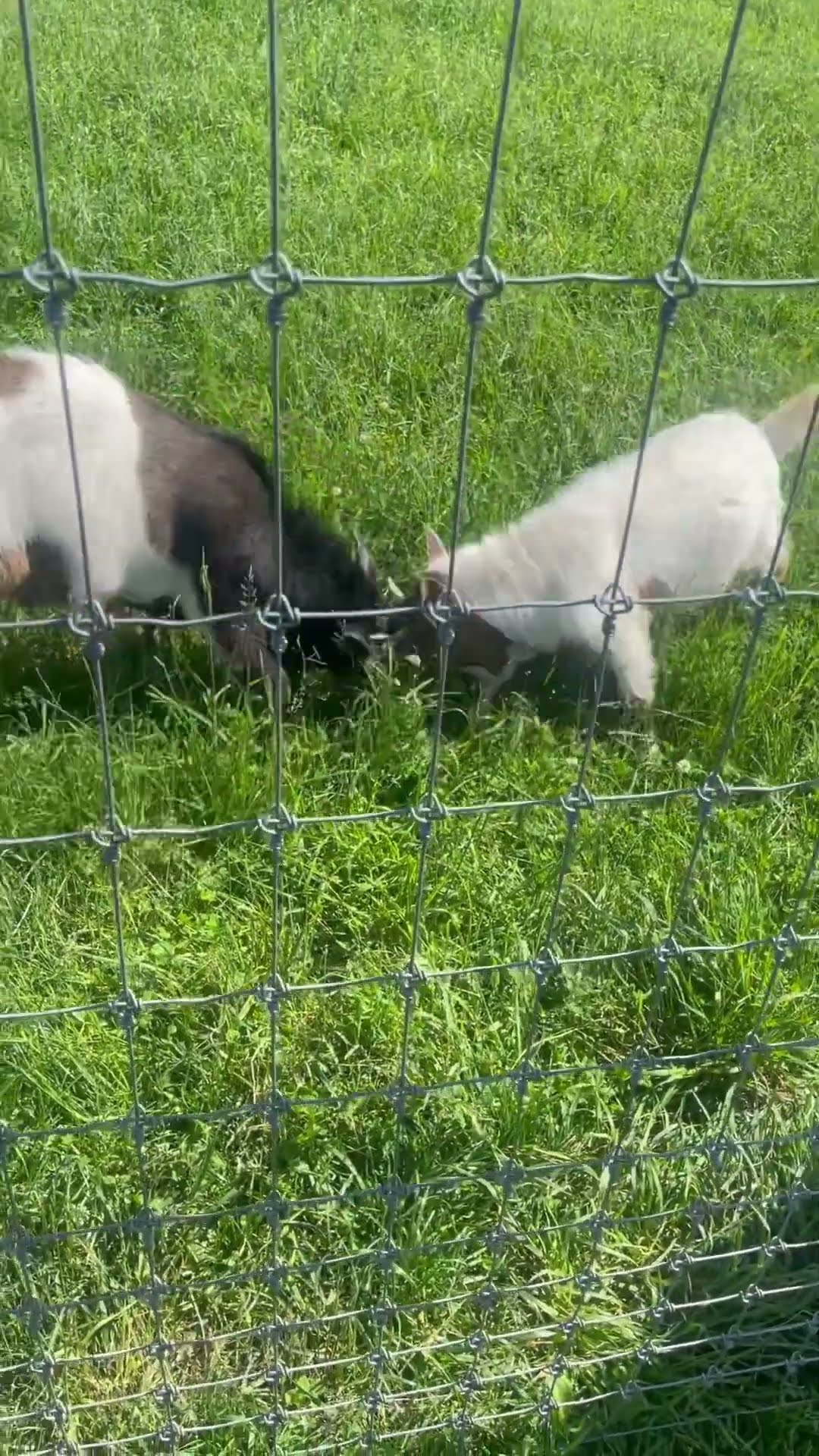 Goat Vs Goat battle #Goat#fighting #farmanimals - YouTube