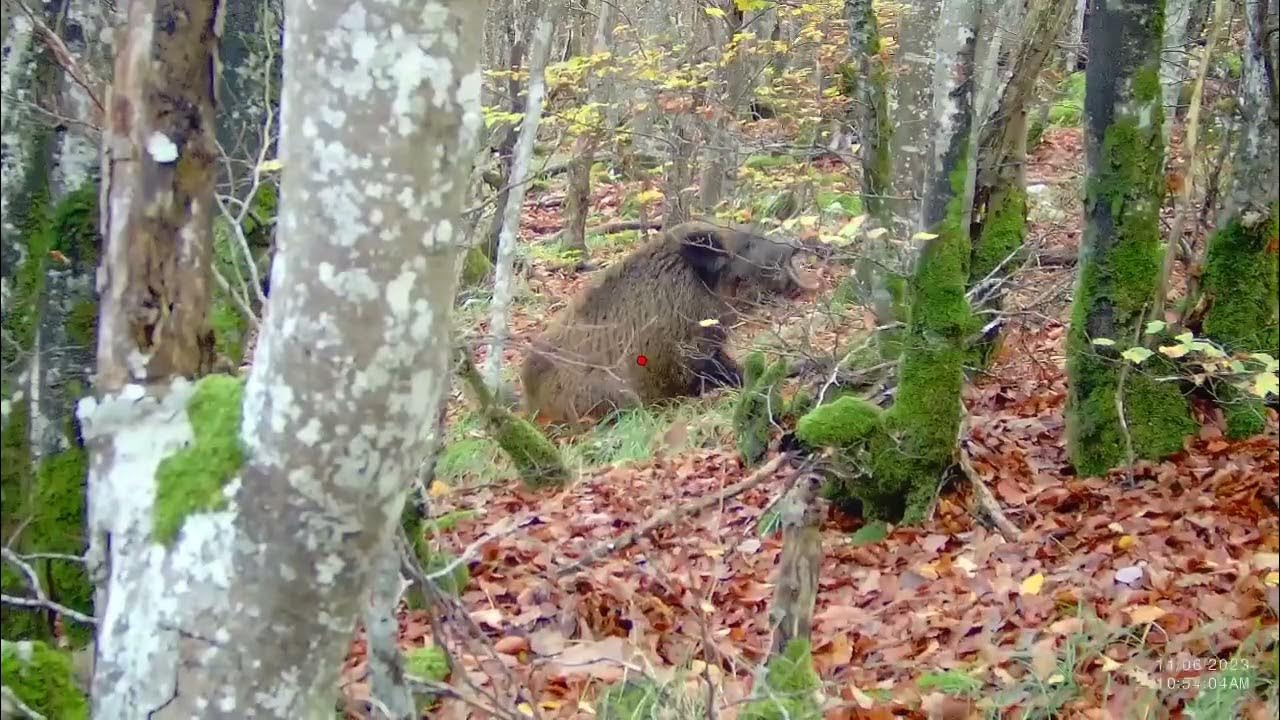 Wildschwein Jagd ,Lov na Divlje svinje - YouTube