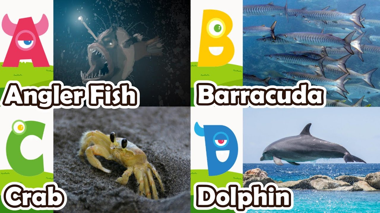 ABC Sea Animals song | Learn Alphabets | English and Animals for Kids ...