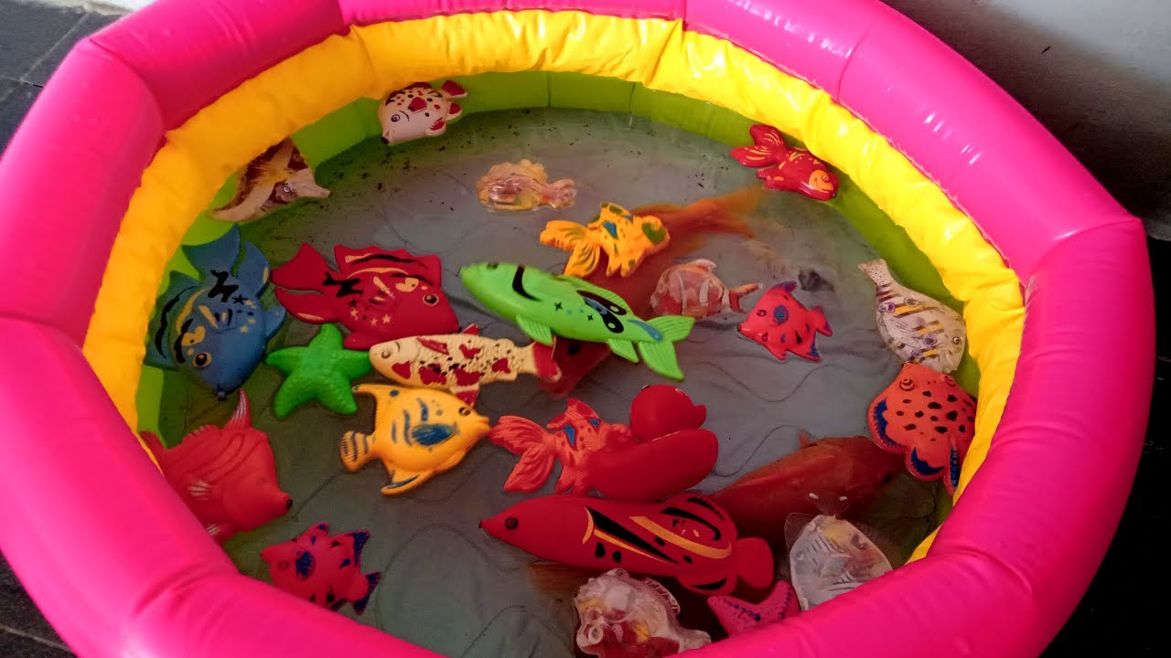 WOW! Menemukan Lobster Asli, Kepiting, Nemo, Hiu, Keong, Siput, Ikan ...