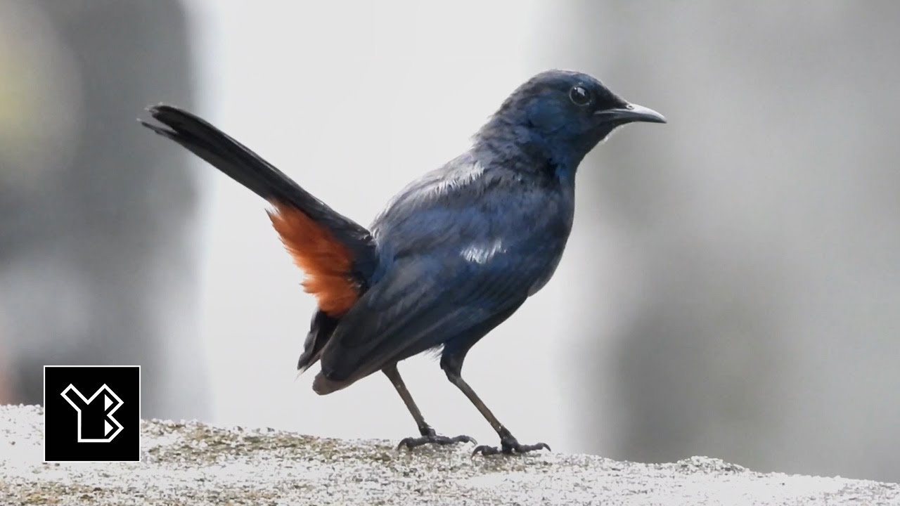 Indian robin - video 5 - YouTube