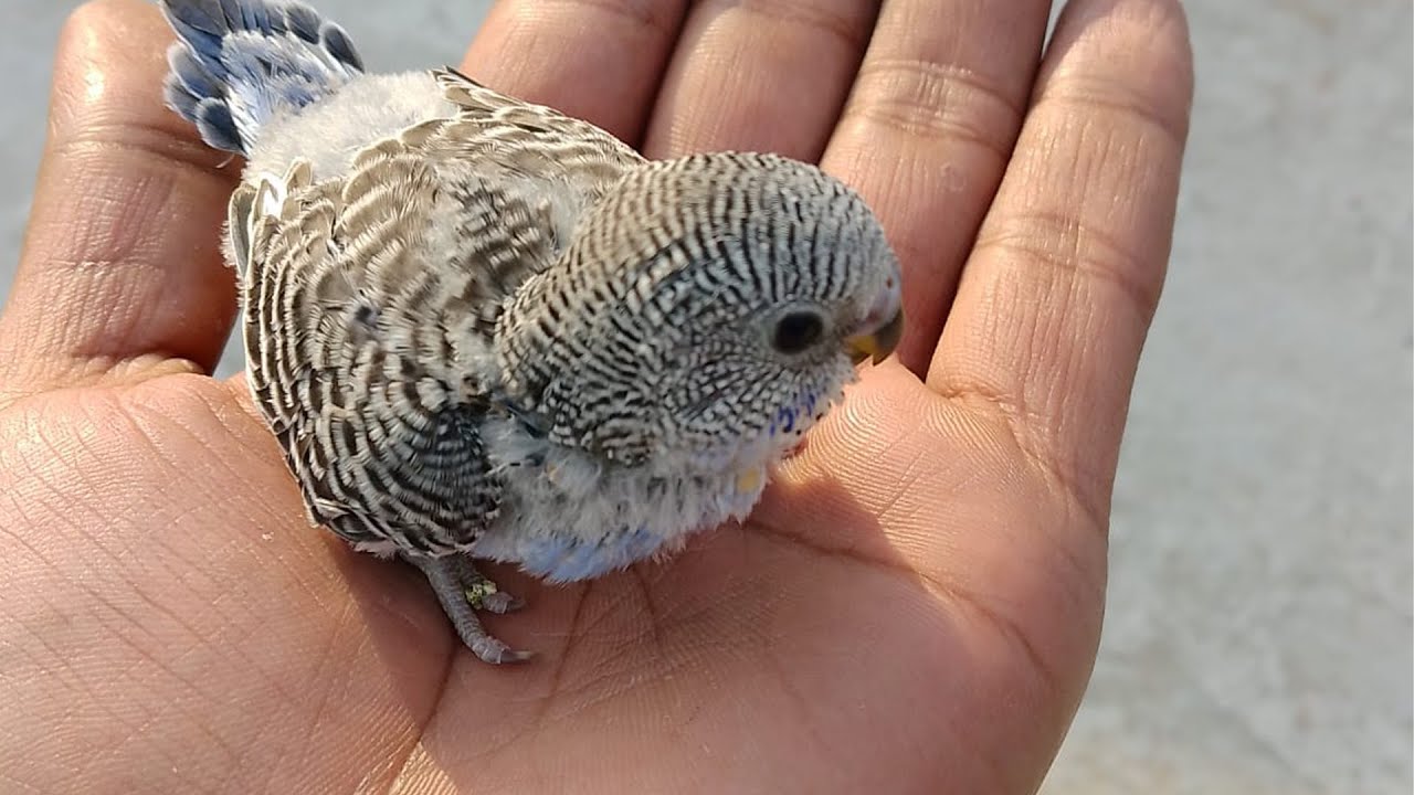 Budgies Early Morning Feeding Routine | Parakeets Morning Vibes ...