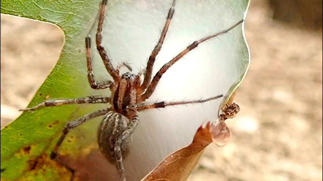 Terrifying Grass Spiders! ? - YouTube