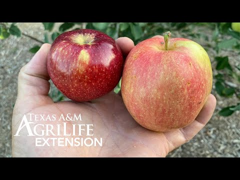 Are Apple Trees Native To Texas