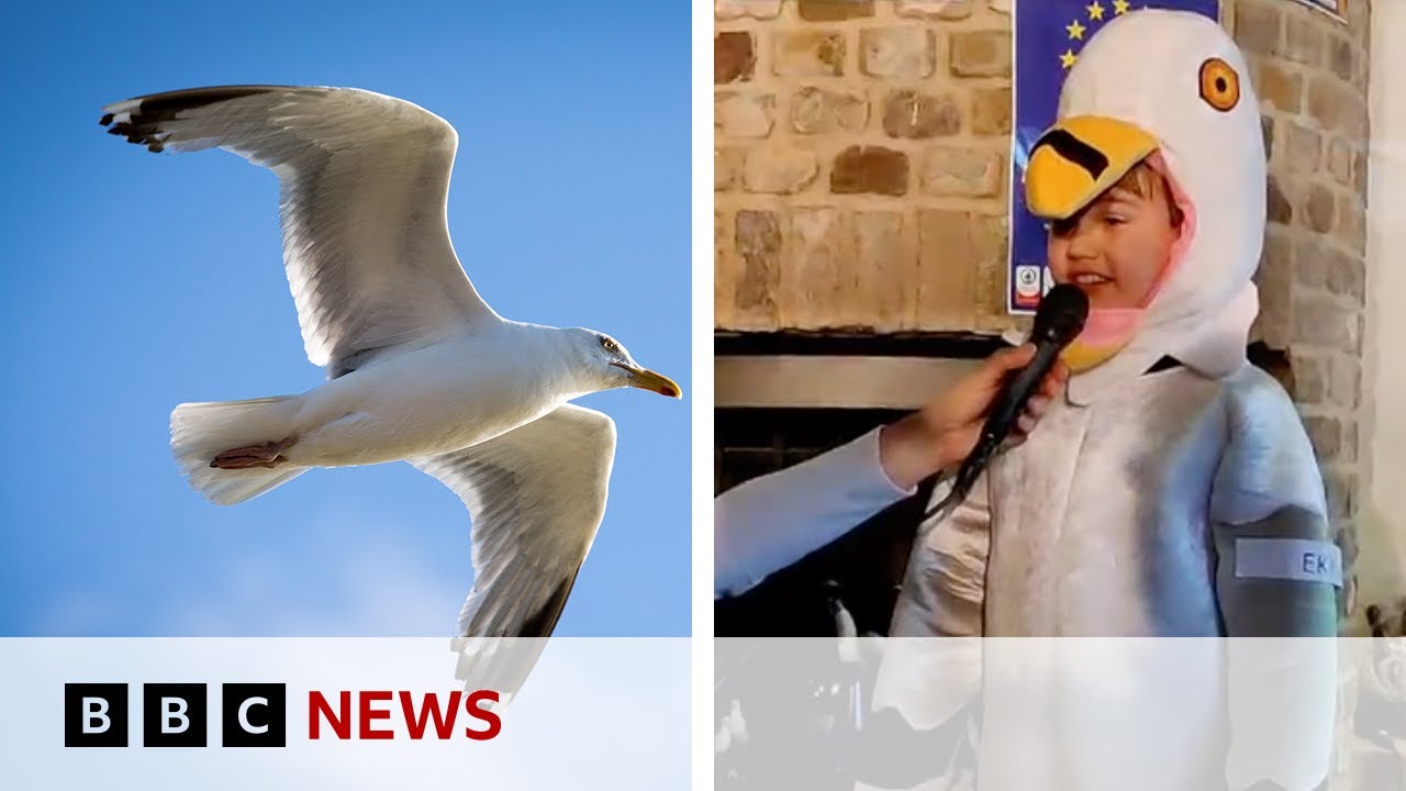Boy wins competition with seagull impression | BBC News - YouTube