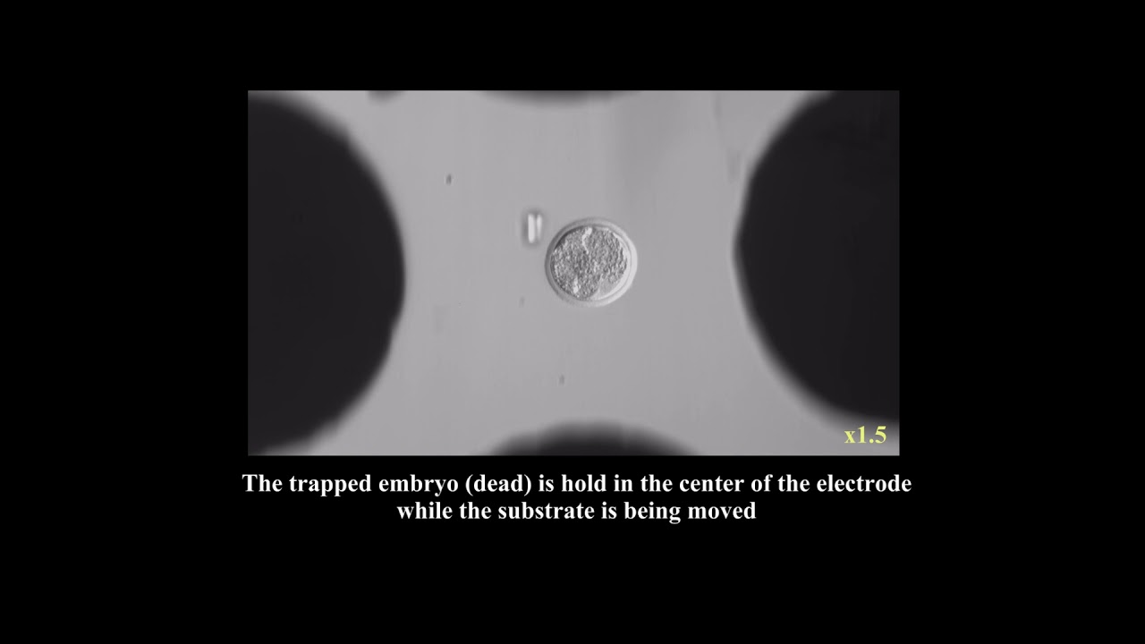 Embryo manipulation via Robotic nDEP-tweezer - YouTube